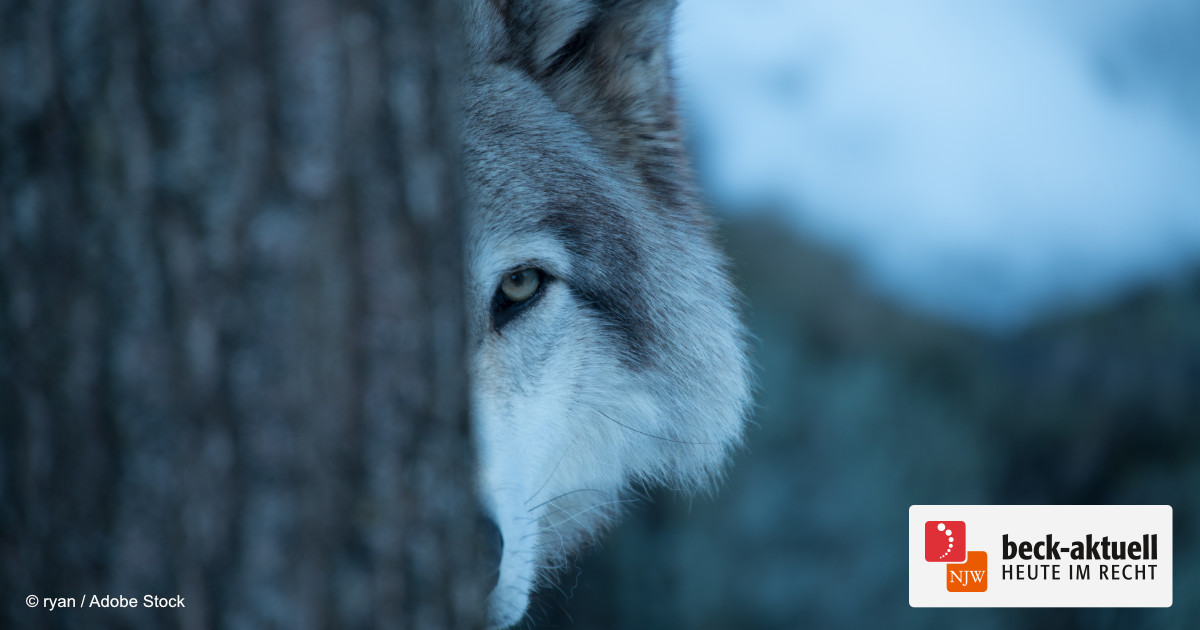 : Wolfsjagd in Österreich bleibt verboten | beck-aktuell
